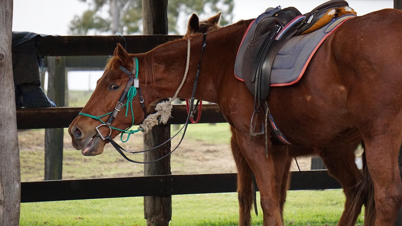 Cheval Stable Animal - Photo gratuite sur Pixabay - Pixabay