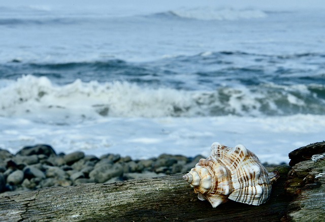 Coquillages Rivage Plage - Photo gratuite sur Pixabay - Pixabay
