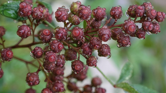 Bluberi Berry Makanan - Foto gratis di Pixabay - Pixabay