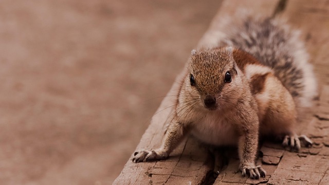 Ardilla Roedor Forrajeando Fauna - Foto gratis en Pixabay - Pixabay