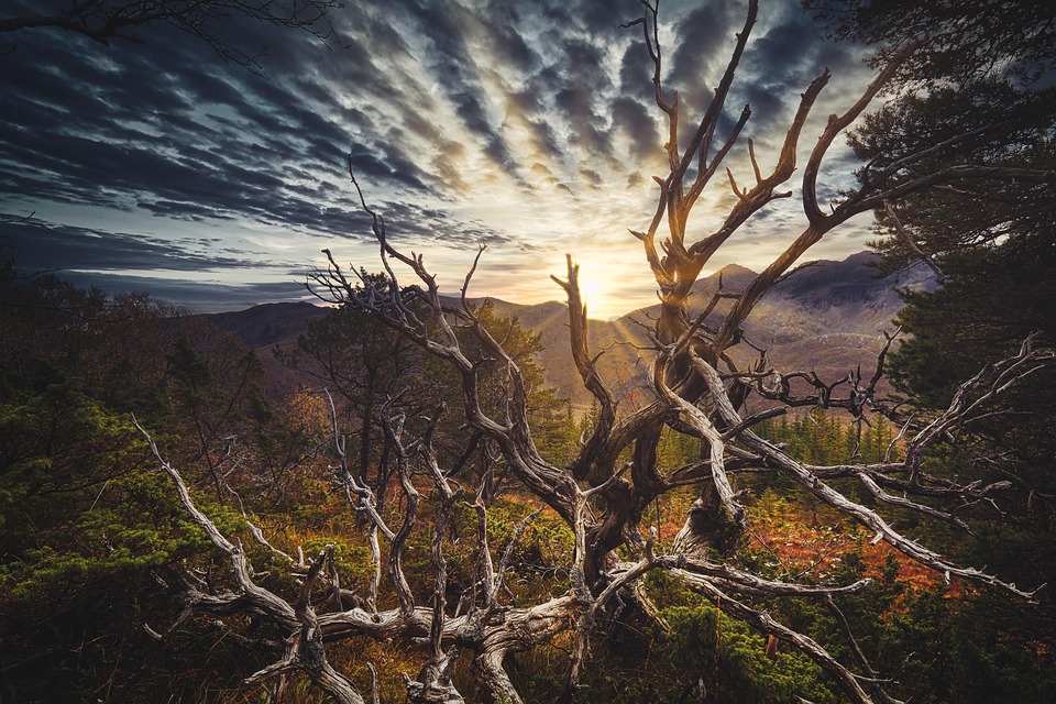 Trees Branches Forest - Free photo on Pixabay