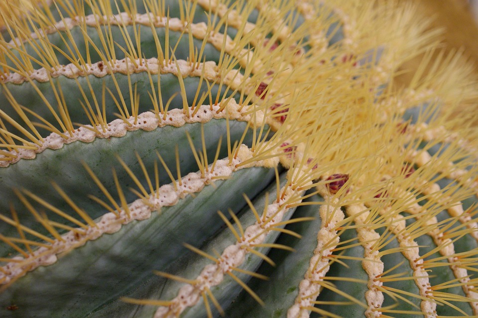 Cactus Plant Botanical - Free photo on Pixabay - Pixabay