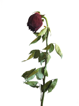 60+ Free Dead Rose & Dead Images