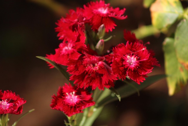 Cravo Vermelho Jardim - Foto gratis en Pixabay - Pixabay
