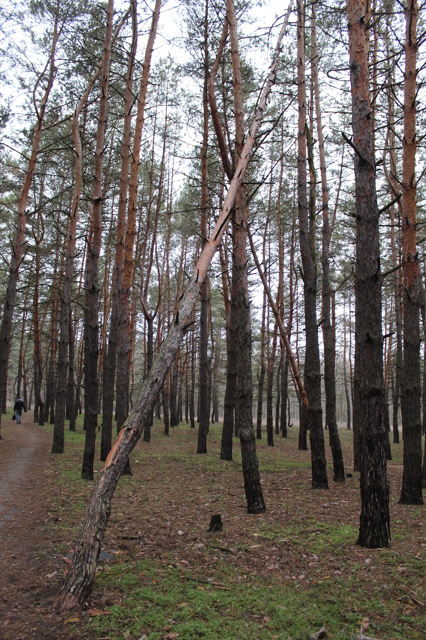 Árvore Arvores Pinho - Foto gratuita no Pixabay - Pixabay