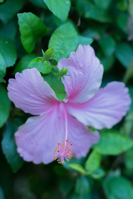 Garten Blume Blüte - Kostenloses Foto auf Pixabay