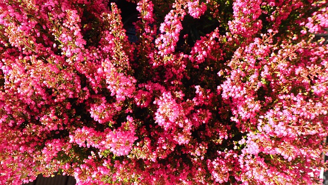 Nature Erika Flower - Free photo on Pixabay - Pixabay