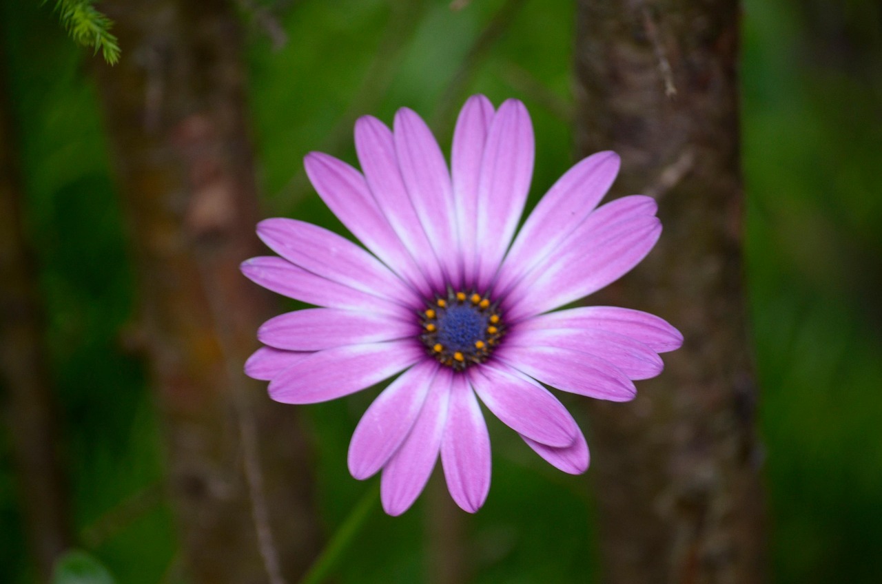Fleur Jardin La - Photo gratuite sur Pixabay - Pixabay