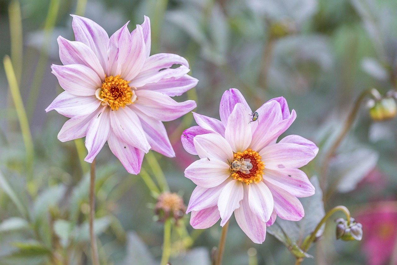 Bunga Padang Rumput Alam Musim - Foto gratis di Pixabay - Pixabay