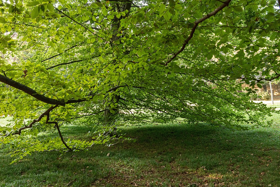 Arbre Vert Gazon - Photo gratuite sur Pixabay - Pixabay