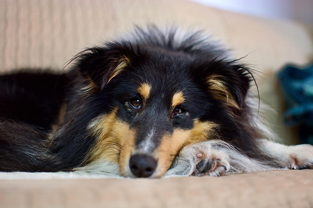 Dog Shetland Sheepdog - Free photo on Pixabay - Pixabay