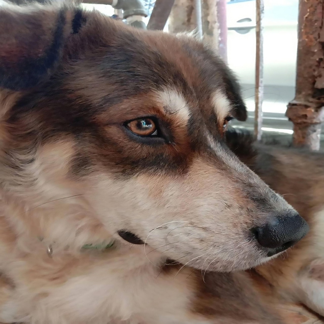 Hund Hundegesicht Blindenhund - Kostenloses Foto auf Pixabay - Pixabay