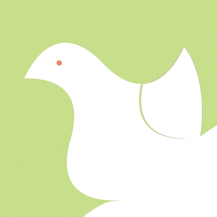 Dove Love Peace Digital Media - Free photo on Pixabay - Pixabay