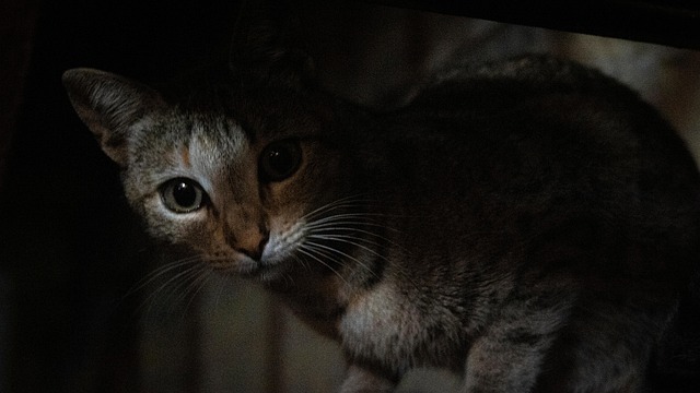 Gato Kucing Satwa - Foto gratis di Pixabay