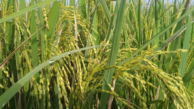 Riz Champ De Vert - Photo gratuite sur Pixabay - Pixabay