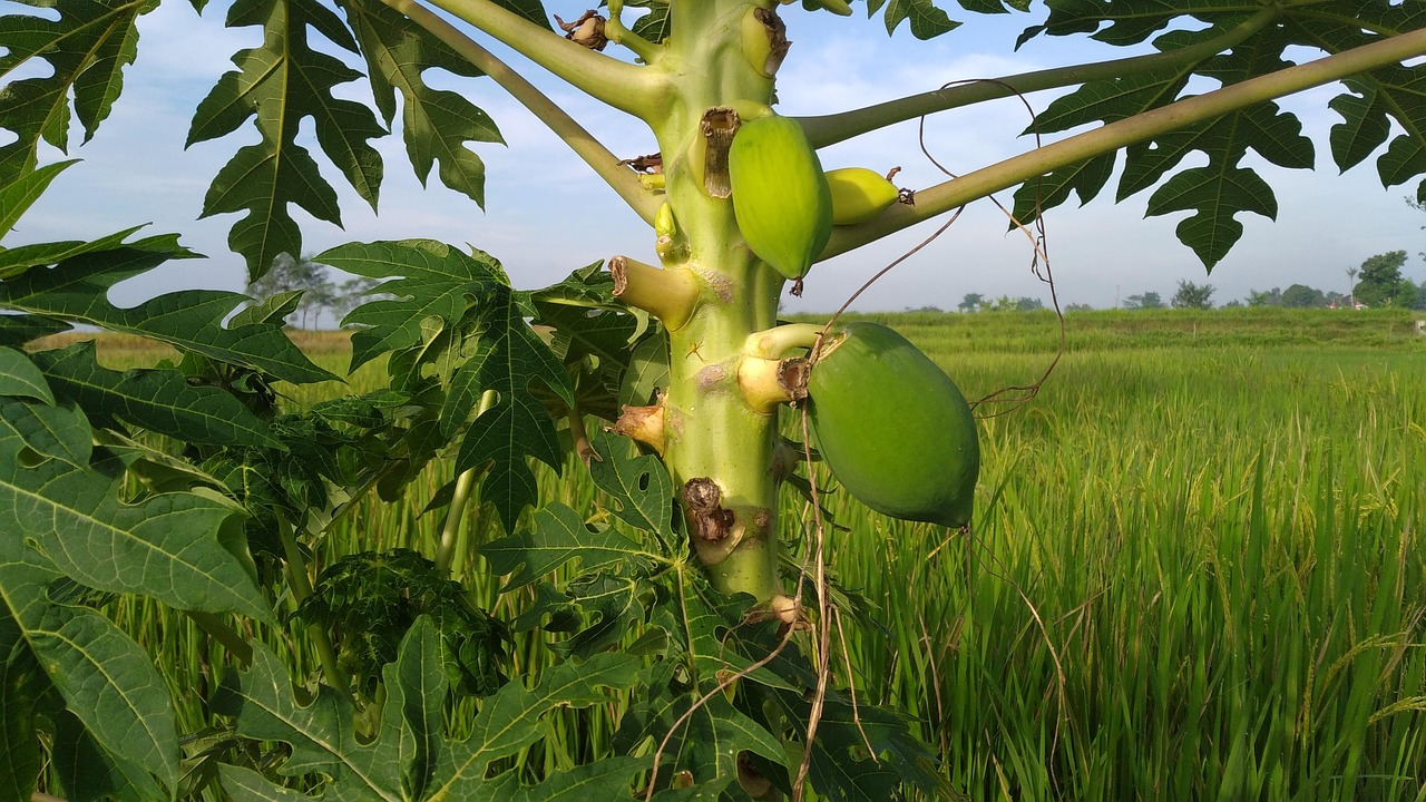 Papaye Vert Cultiver - Photo gratuite sur Pixabay - Pixabay
