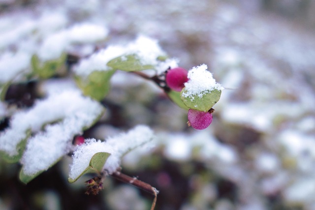 Zima Sníh Rostliny - Fotografie zdarma na Pixabay