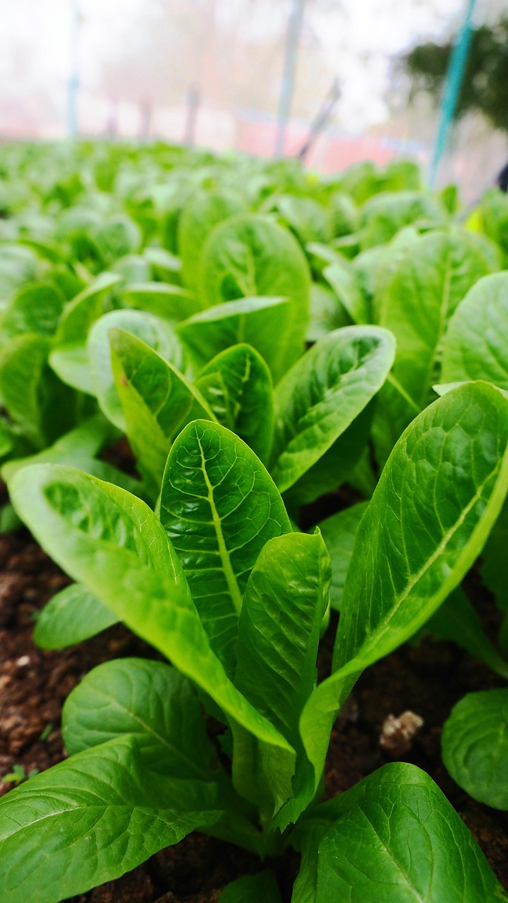 Lechuga Romana Vegetal Planta Bebé - Foto gratis en Pixabay