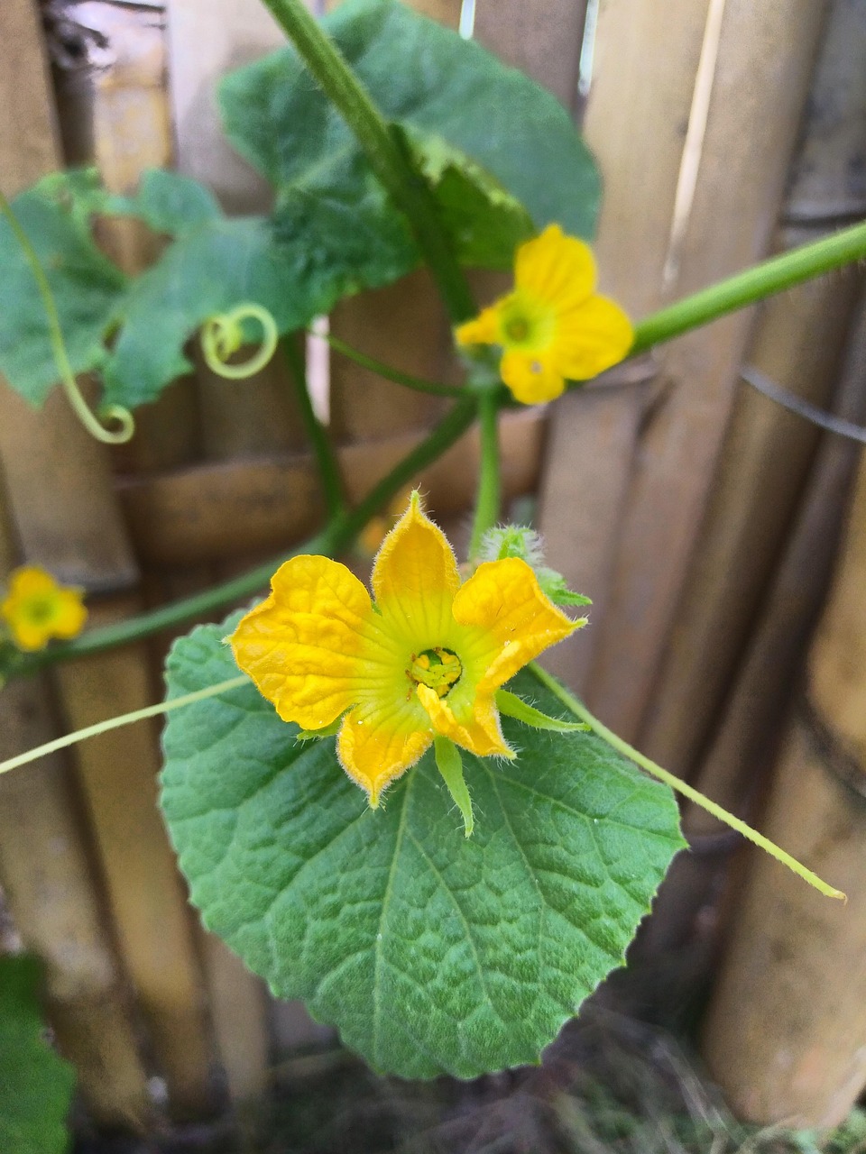 Flowers Melon - Free photo on Pixabay - Pixabay