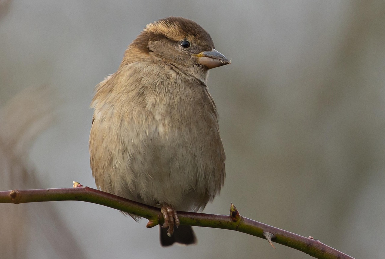 Female Garden Sparrow - Free photo on Pixabay