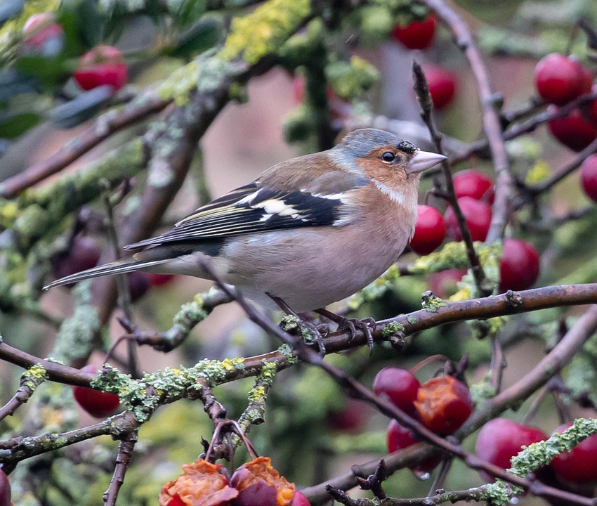 Male Chaffinch Buchfink Männlicher - Kostenloses Foto auf Pixabay