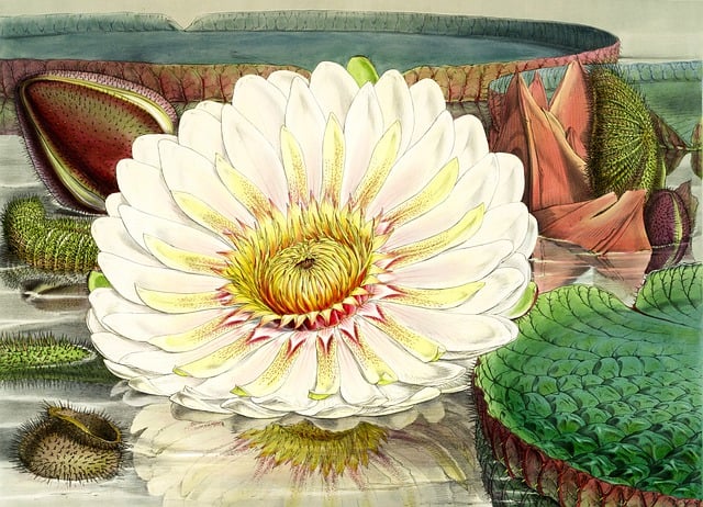 Lotus Flower Bomb Drawing