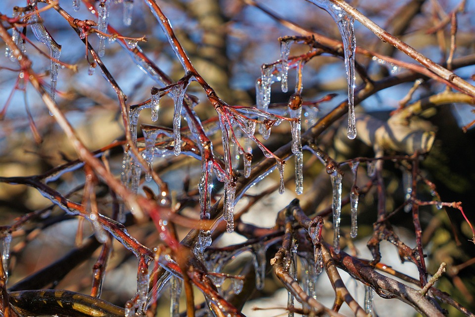 Ice Cream Branch Spring - Free photo on Pixabay