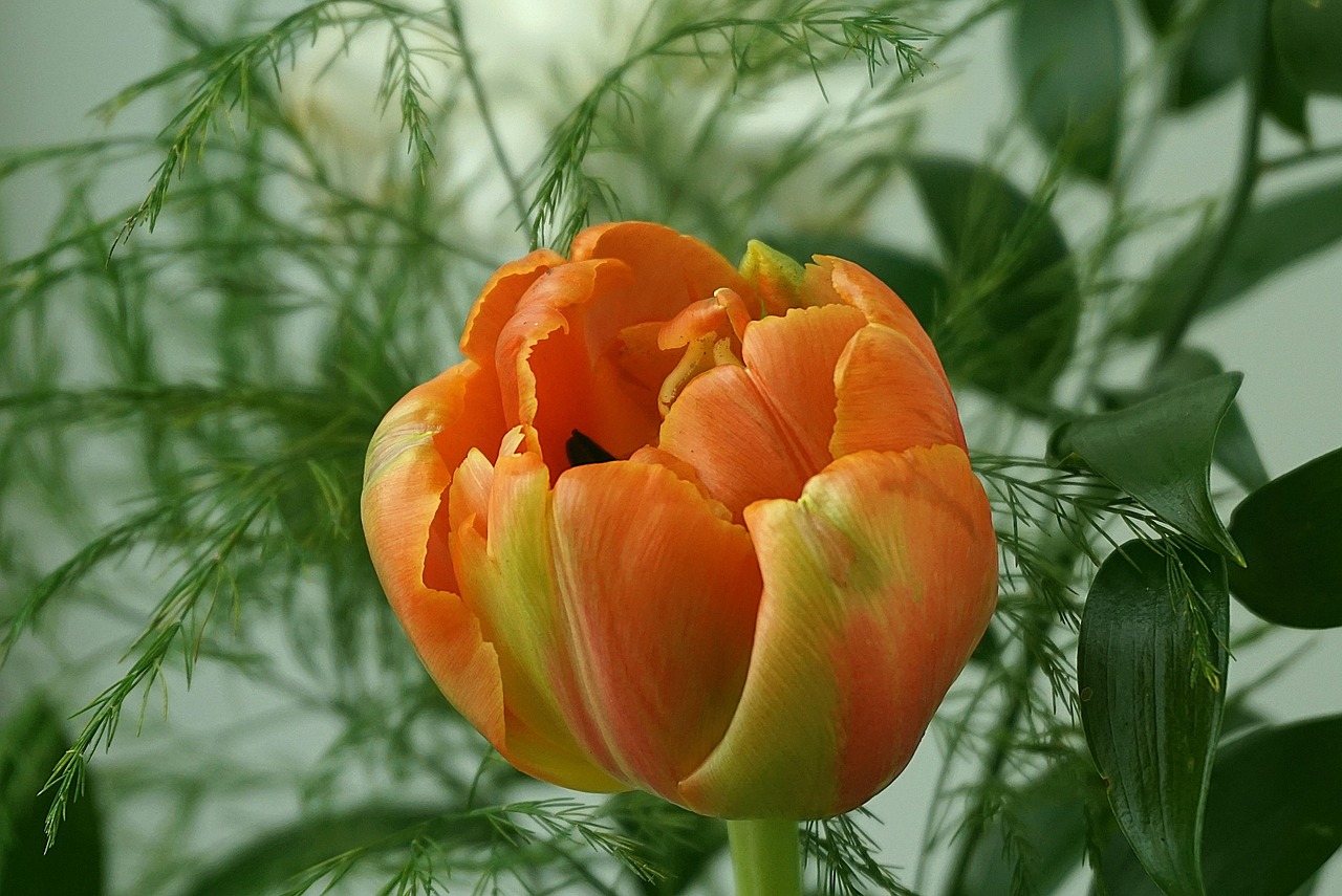 Tulipe Orange Fleur Nature Les - Photo gratuite sur Pixabay