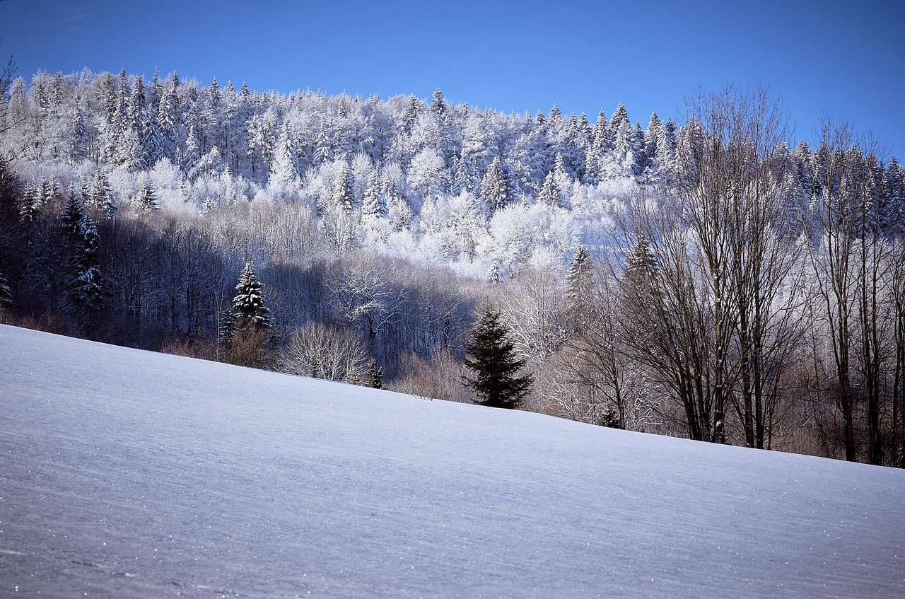 Mountains Trees Forest - Free photo on Pixabay