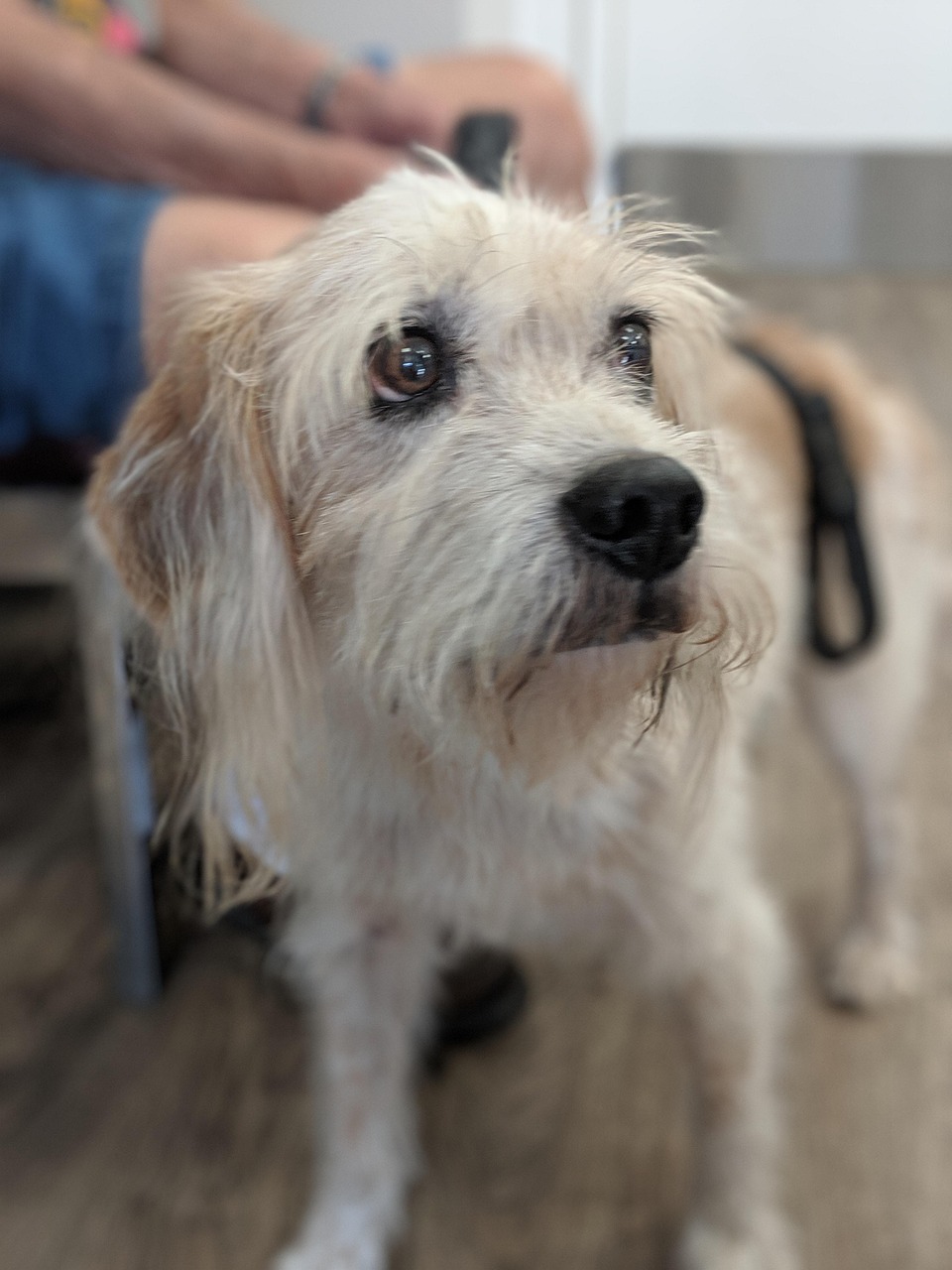 Dog Vet Veterinary - Free photo on Pixabay - Pixabay