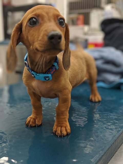 Dog Vet Veterinary - Free photo on Pixabay