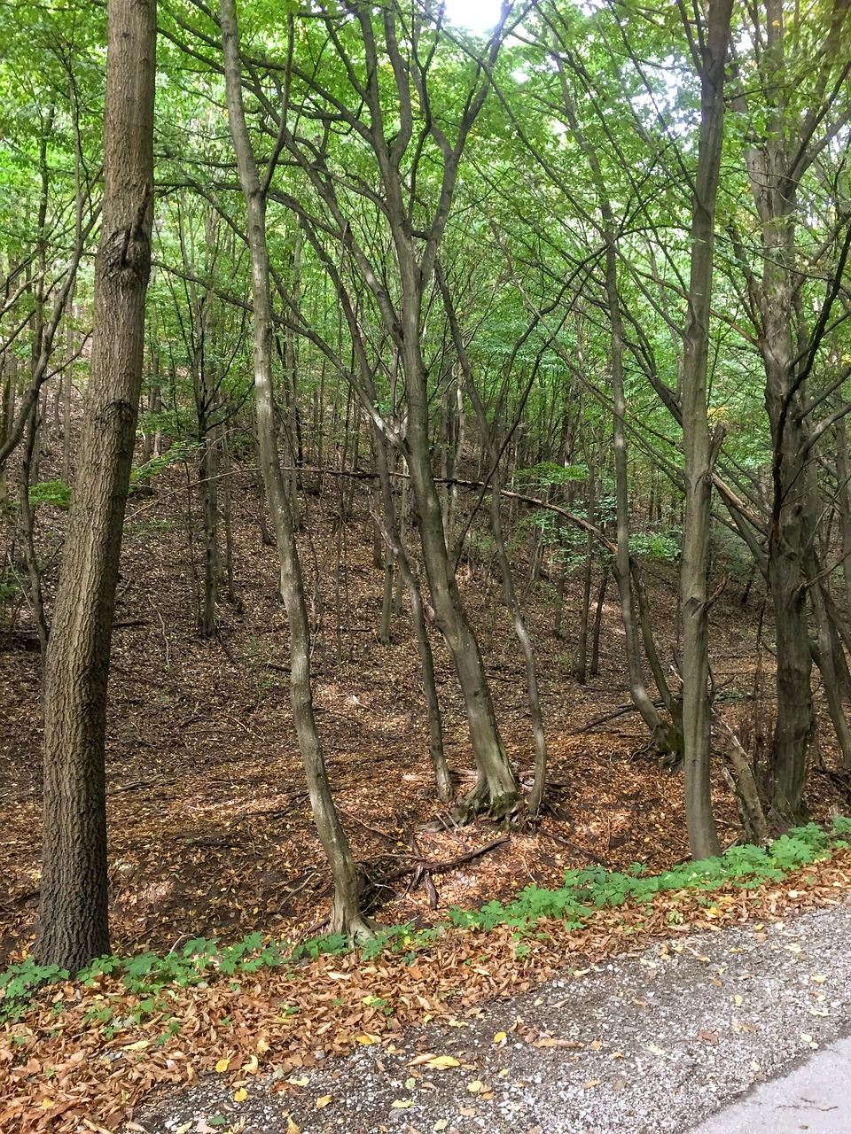 Forest Leaves Trees - Free photo on Pixabay - Pixabay