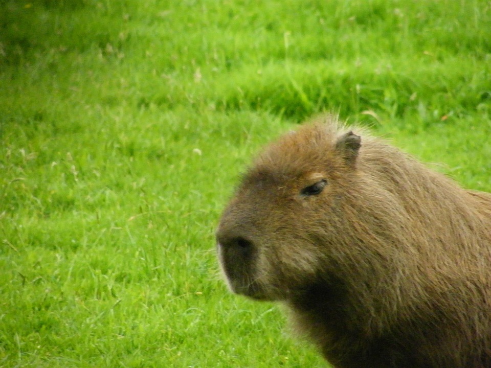 Capybara Nature Faune - Photo gratuite sur Pixabay - Pixabay