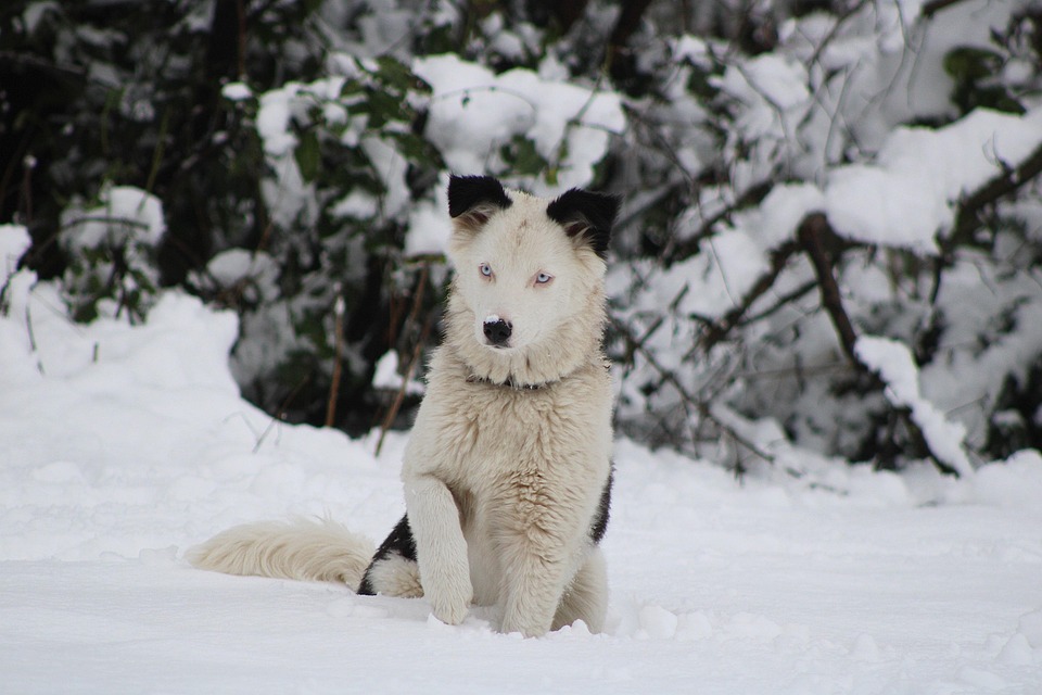 Yakutian Laika Perro Nieve - Foto gratis en Pixabay - Pixabay