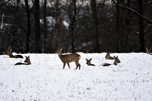 Plus de 30 photos gratuites de Chevreuils En Hiver et de Hiver - Pixabay