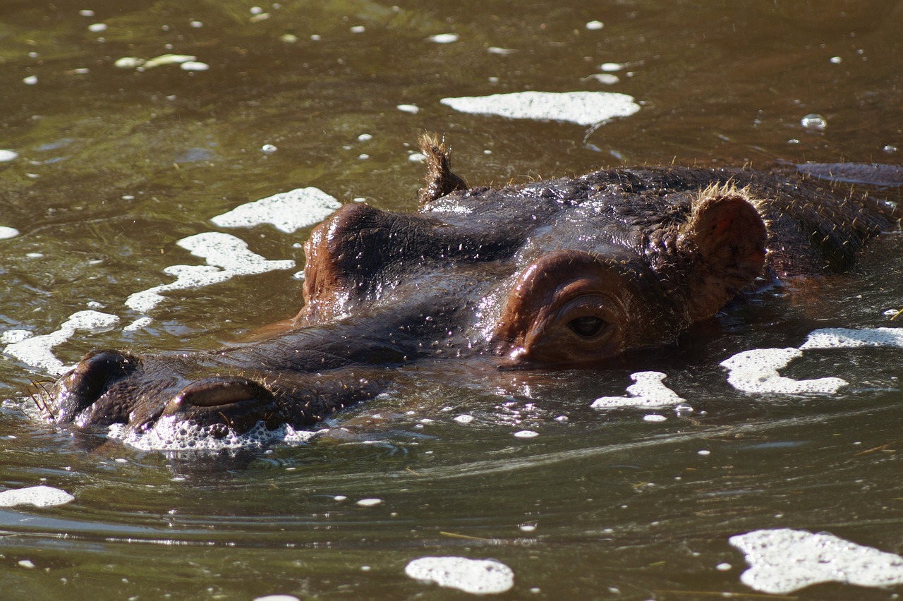 Hippo Water Submerged - Free photo on Pixabay - Pixabay