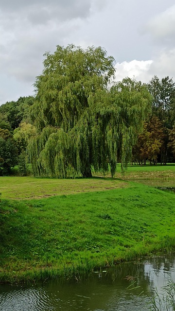 Arbre Gazon Journée - Photo gratuite sur Pixabay - Pixabay
