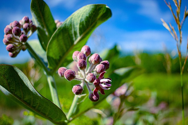 Luonne Ulkona Vakiotyyppi - Ilmainen valokuva Pixabayssa - Pixabay
