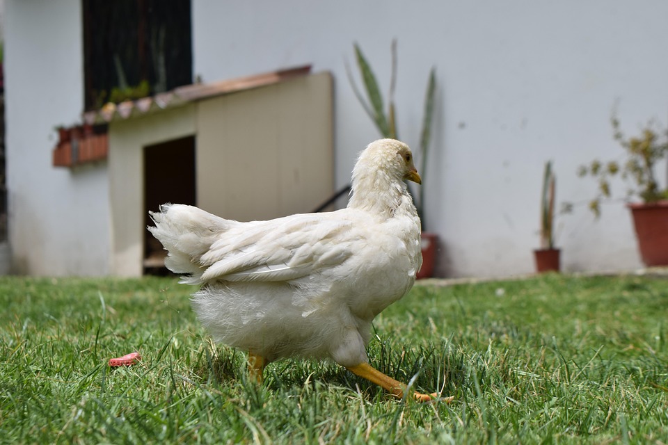 Huhn Chicken Hühner - Kostenloses Foto auf Pixabay - Pixabay