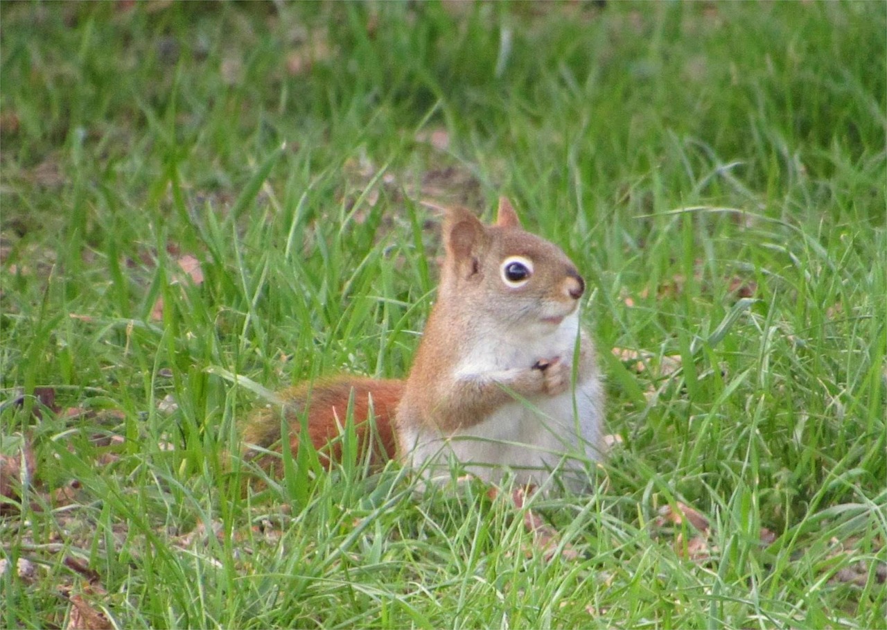 Squirrel Red - Free photo on Pixabay - Pixabay
