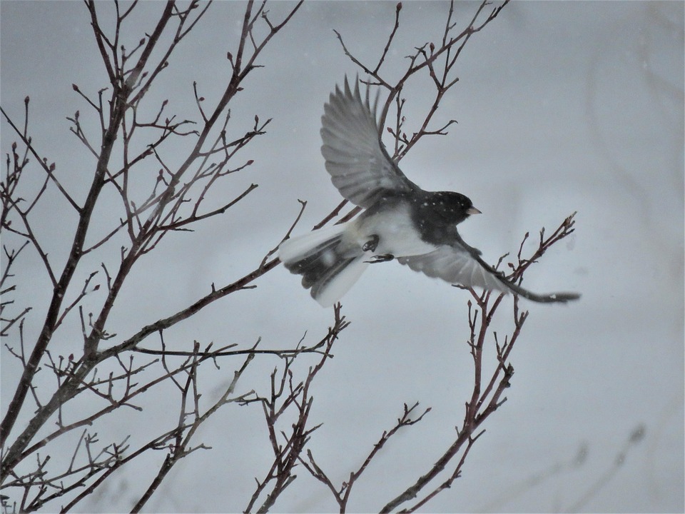 Slate Colored Junco Flight - Free photo on Pixabay - Pixabay
