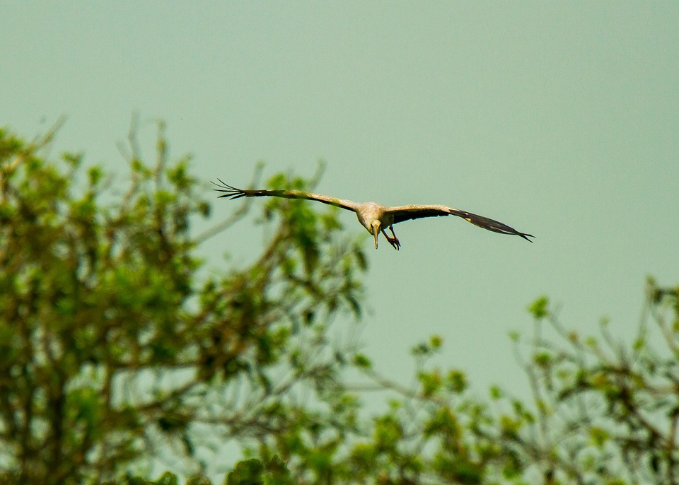 Storch Vogel Fliegend - Kostenloses Foto auf Pixabay