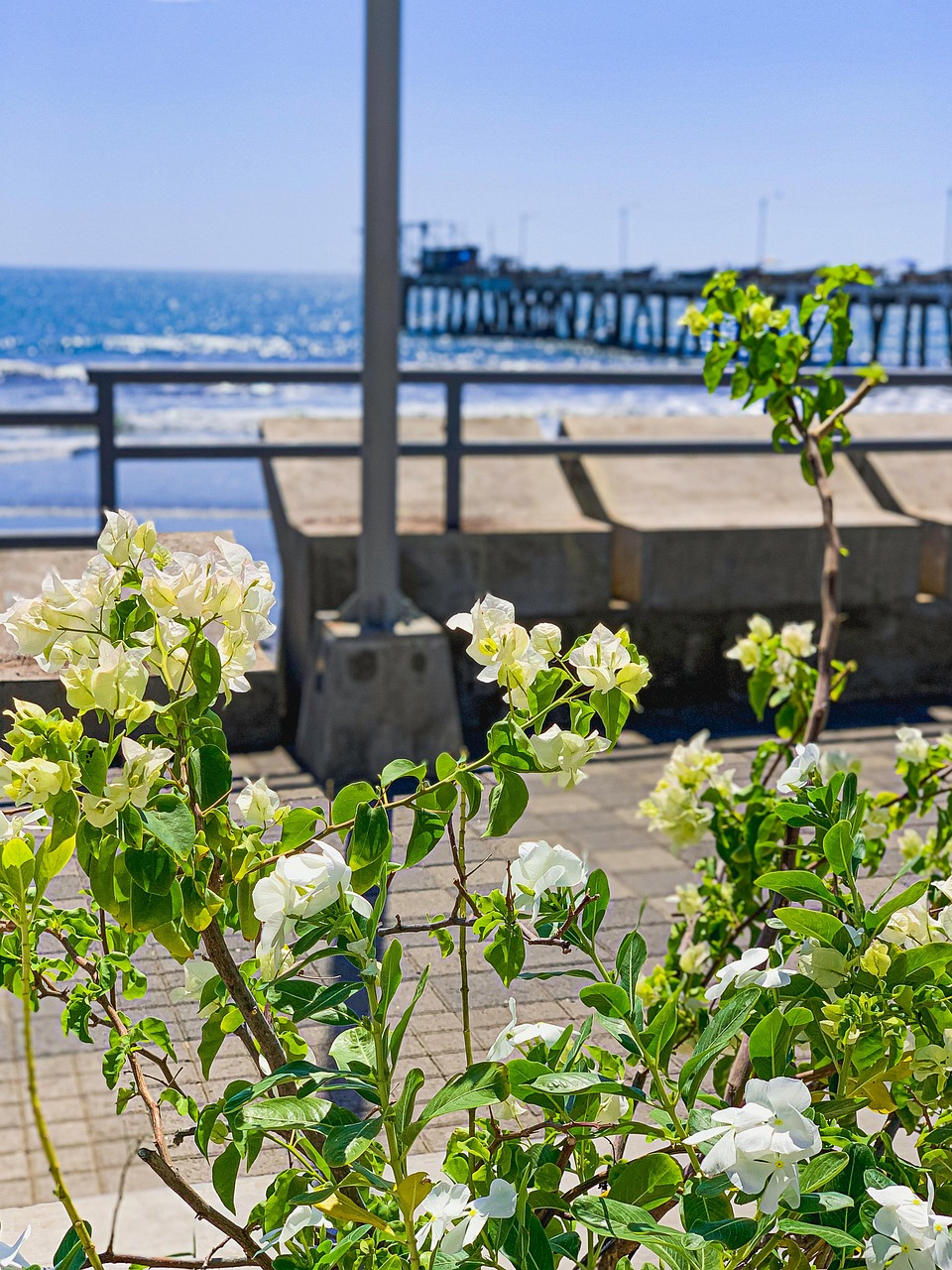 Plantas Y Flores De Playa Fotos Gratis : Playa, Hierba, Botánica,