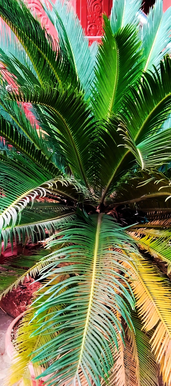 Imágenes De Color Verde De La Naturaleza