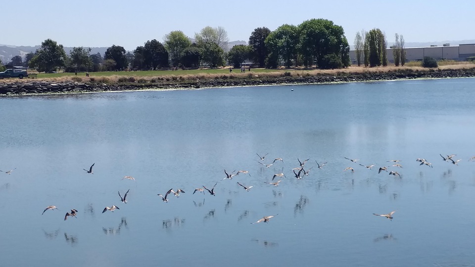 Flying Birds Over Water Bird - Free photo on Pixabay - Pixabay