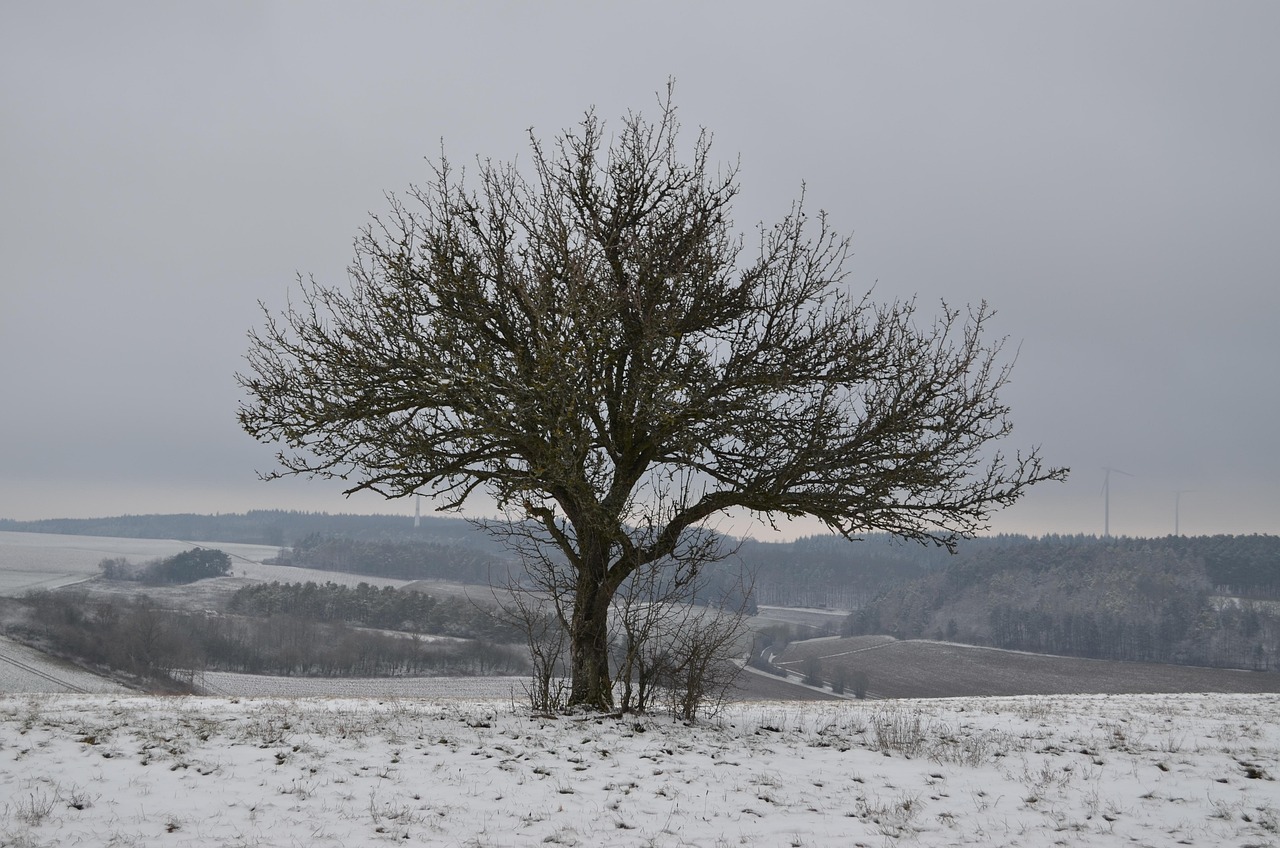 Arbre Paysage Hiver Du - Photo gratuite sur Pixabay - Pixabay