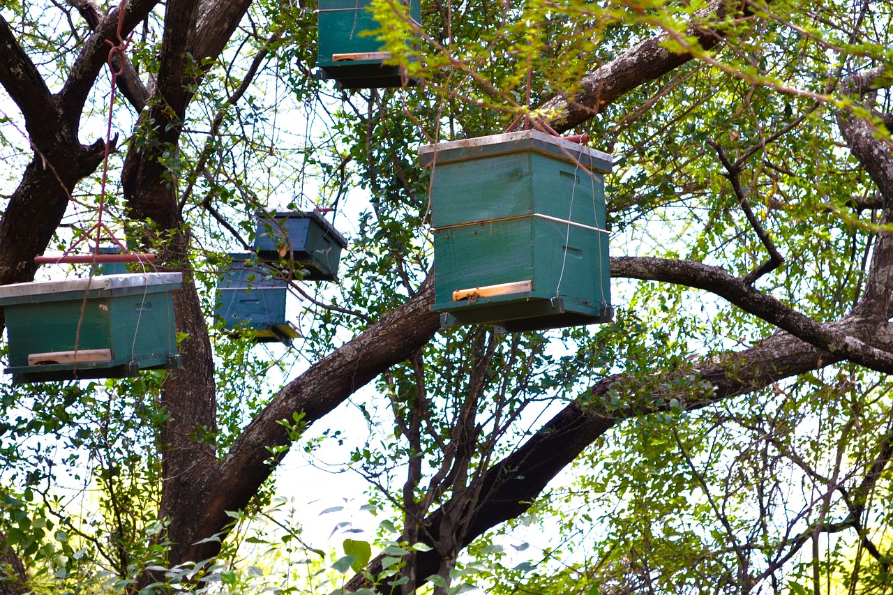 African Beehive Kenya - Free photo on Pixabay - Pixabay