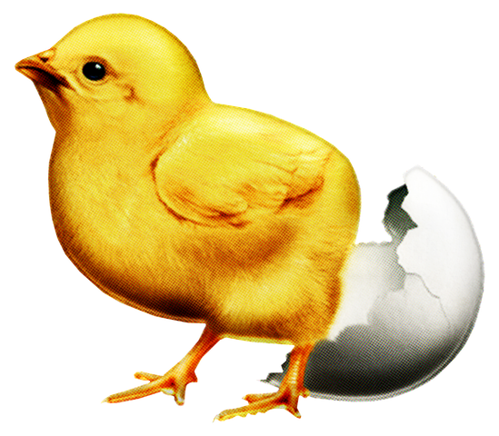 300+ Free Yellow Chick & Chick Images - Pixabay