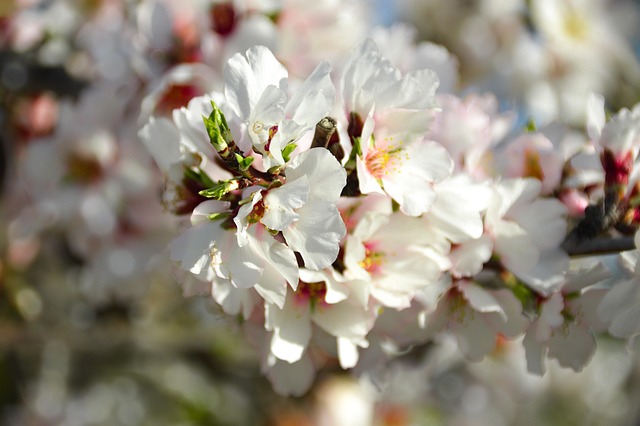 Amande Le Printemps Amandiers En - Photo gratuite sur Pixabay - Pixabay