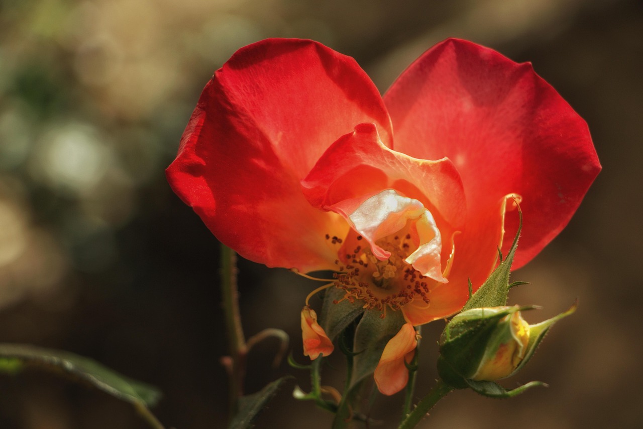 Rose Pflanze Knospe - Kostenloses Foto auf Pixabay - Pixabay